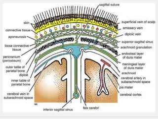 Lec 8 Superficial Structures of Head & Neck scalp.ppt