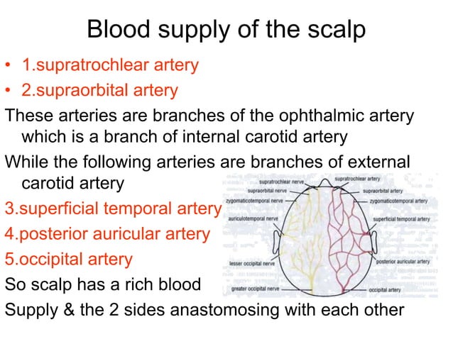 Lec 8 Superficial Structures of Head & Neck scalp.ppt