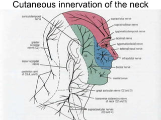 Lec 8 Superficial Structures of Head & Neck scalp.ppt
