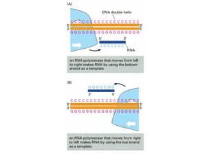 Structure of dna and replication and central dogma | PPT