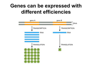 Structure of dna and replication and central dogma | PPT