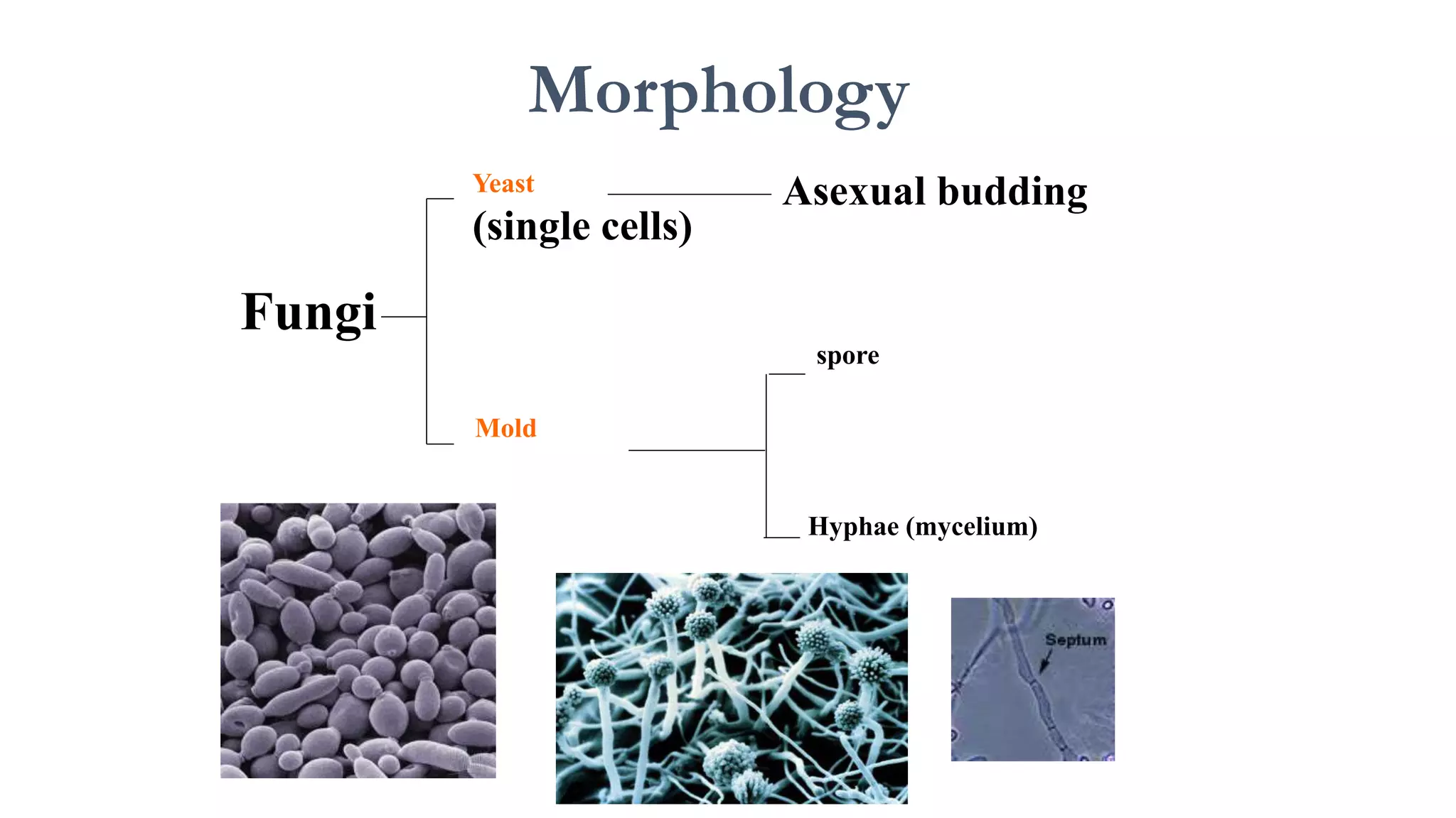 Lec 9. Intro myco1.pptx