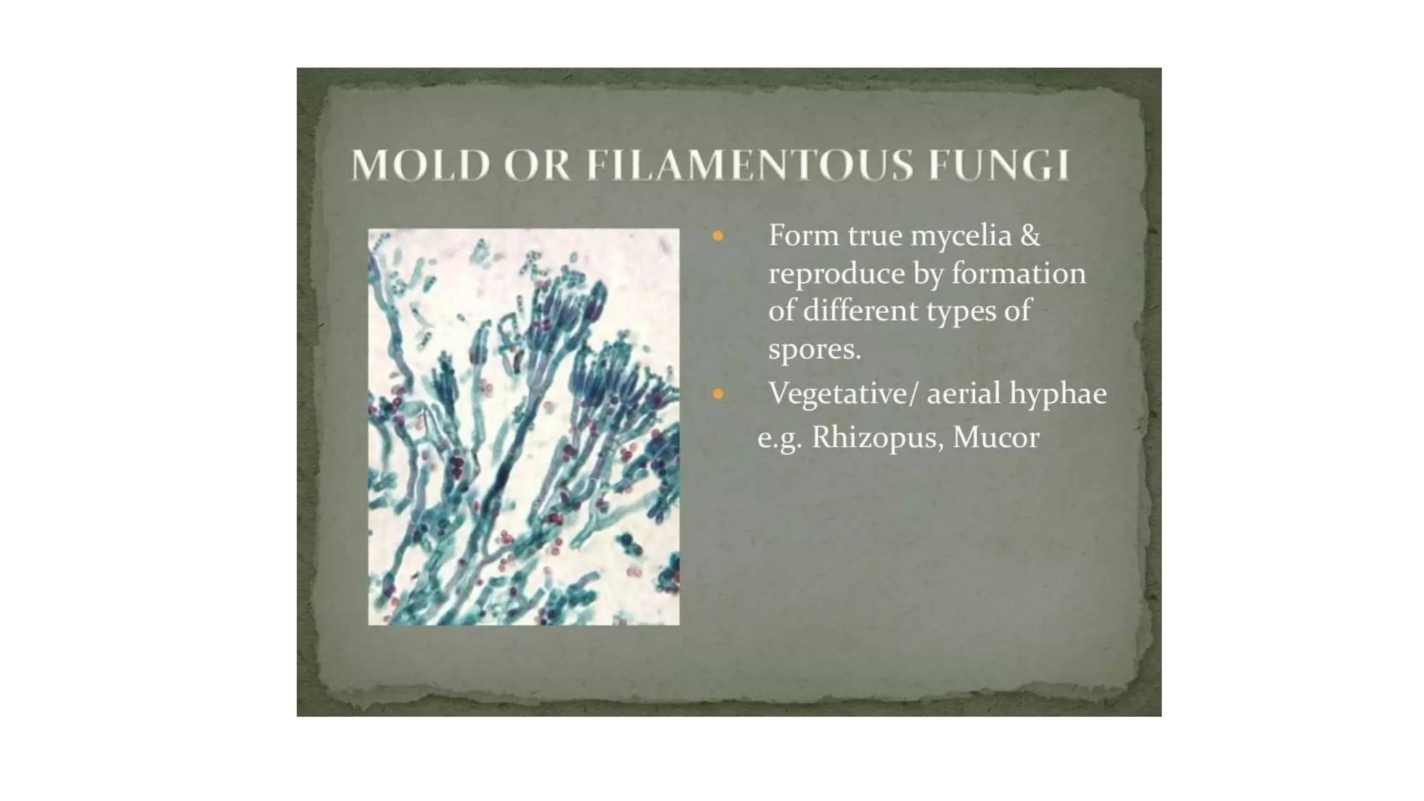 Lec 9. Intro myco1.pptx