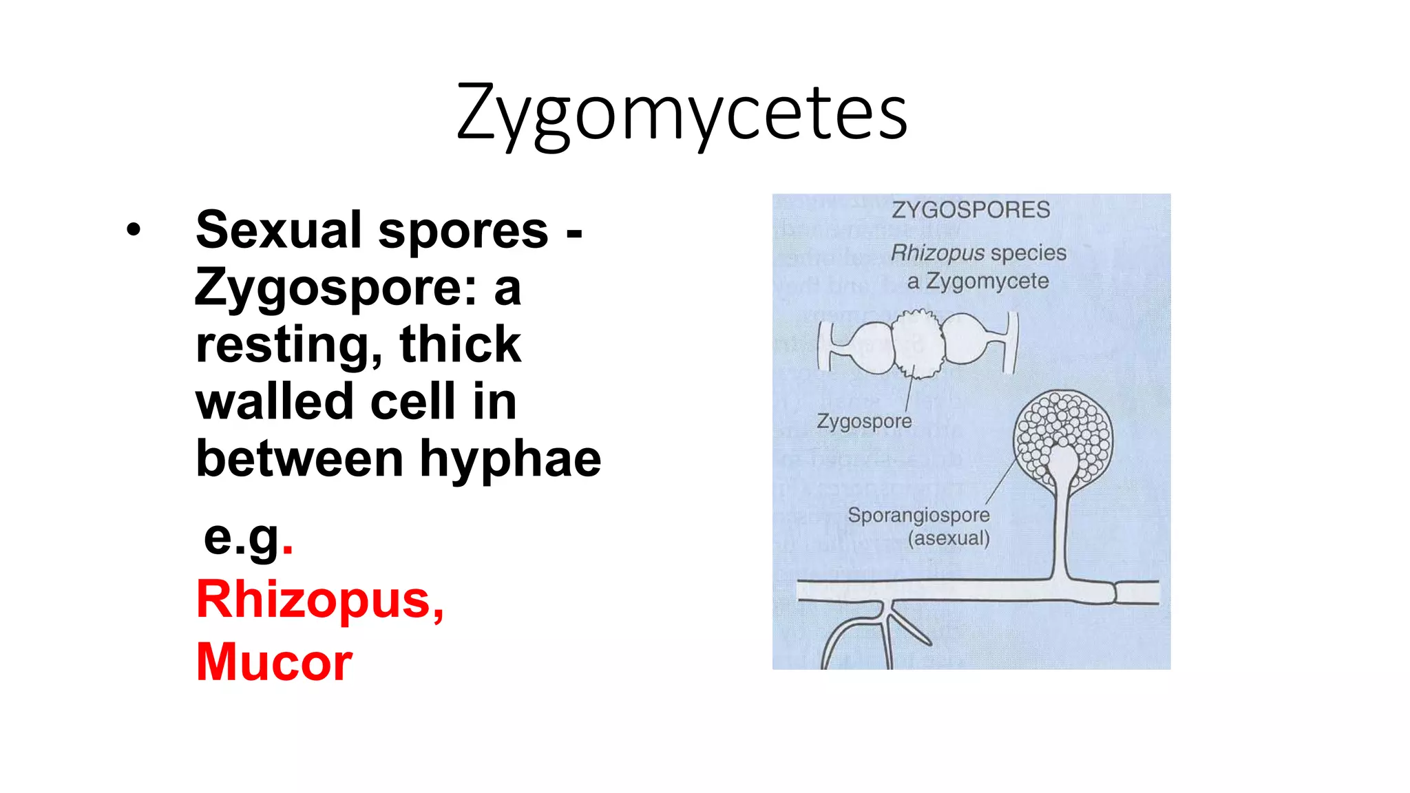 Lec 9. Intro myco1.pptx