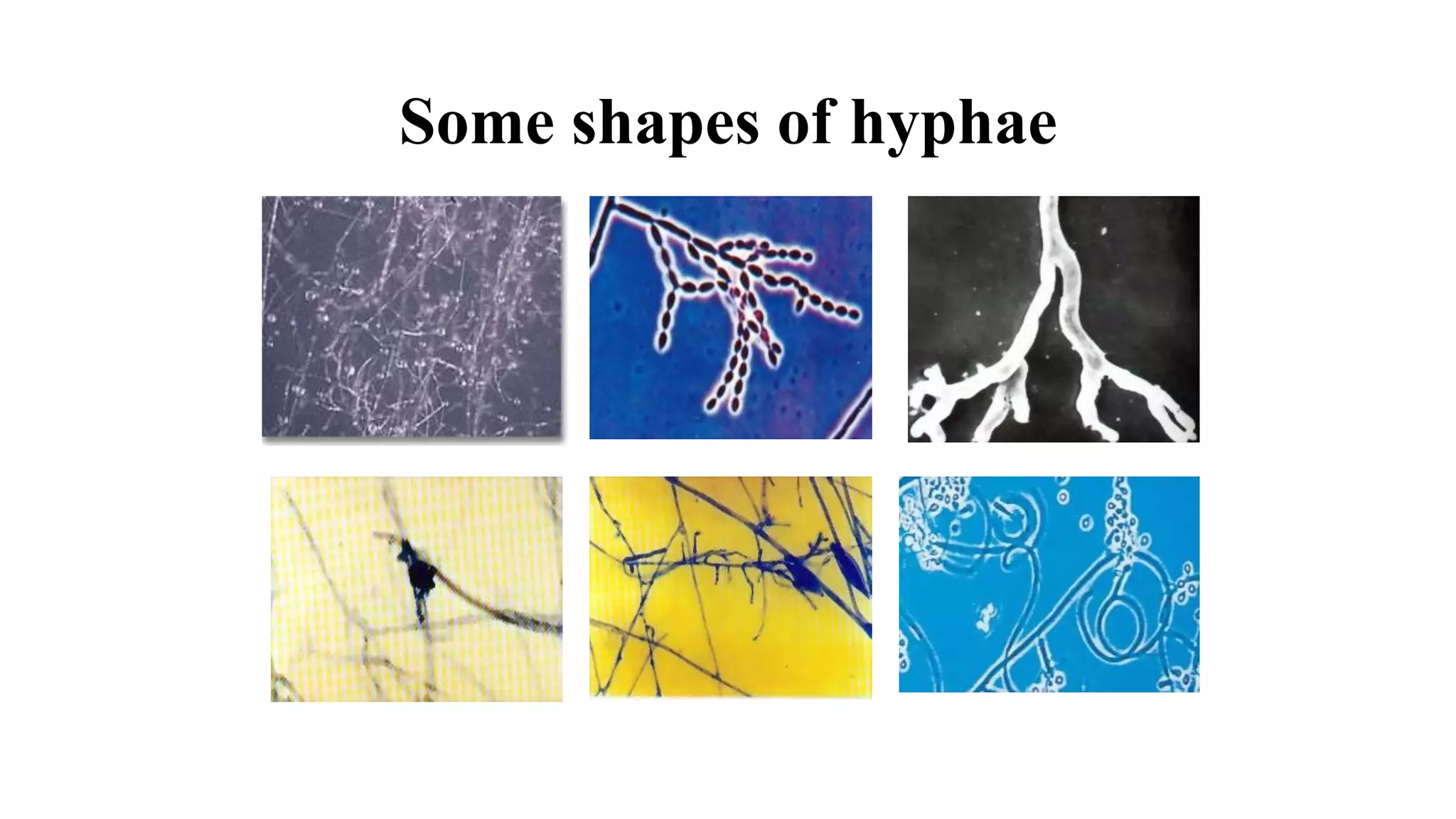 Lec 9. Intro myco1.pptx