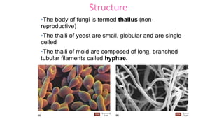 Lec 9. Intro myco1.pptx