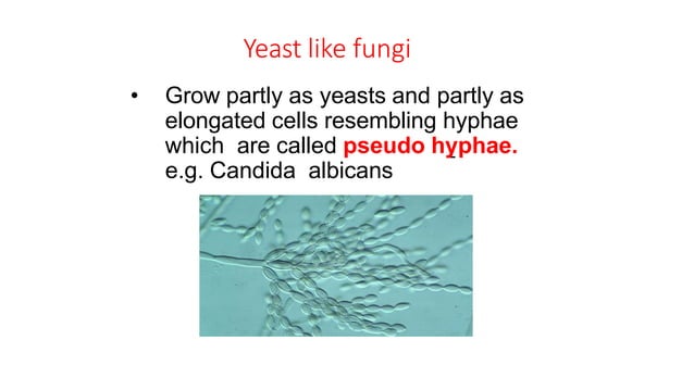 Lec 9. Intro myco1.pptx