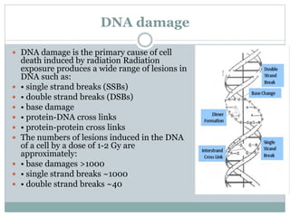 radiation effect on water, DNA damage lec 9.pptx