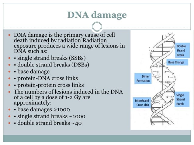 radiation effect on water, DNA damage lec 9.pptx