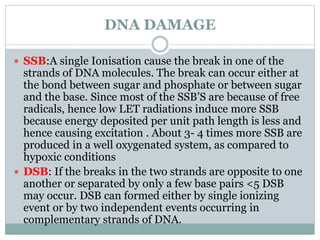 radiation effect on water, DNA damage lec 9.pptx