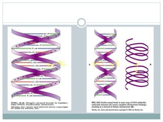 radiation effect on water, DNA damage lec 9.pptx