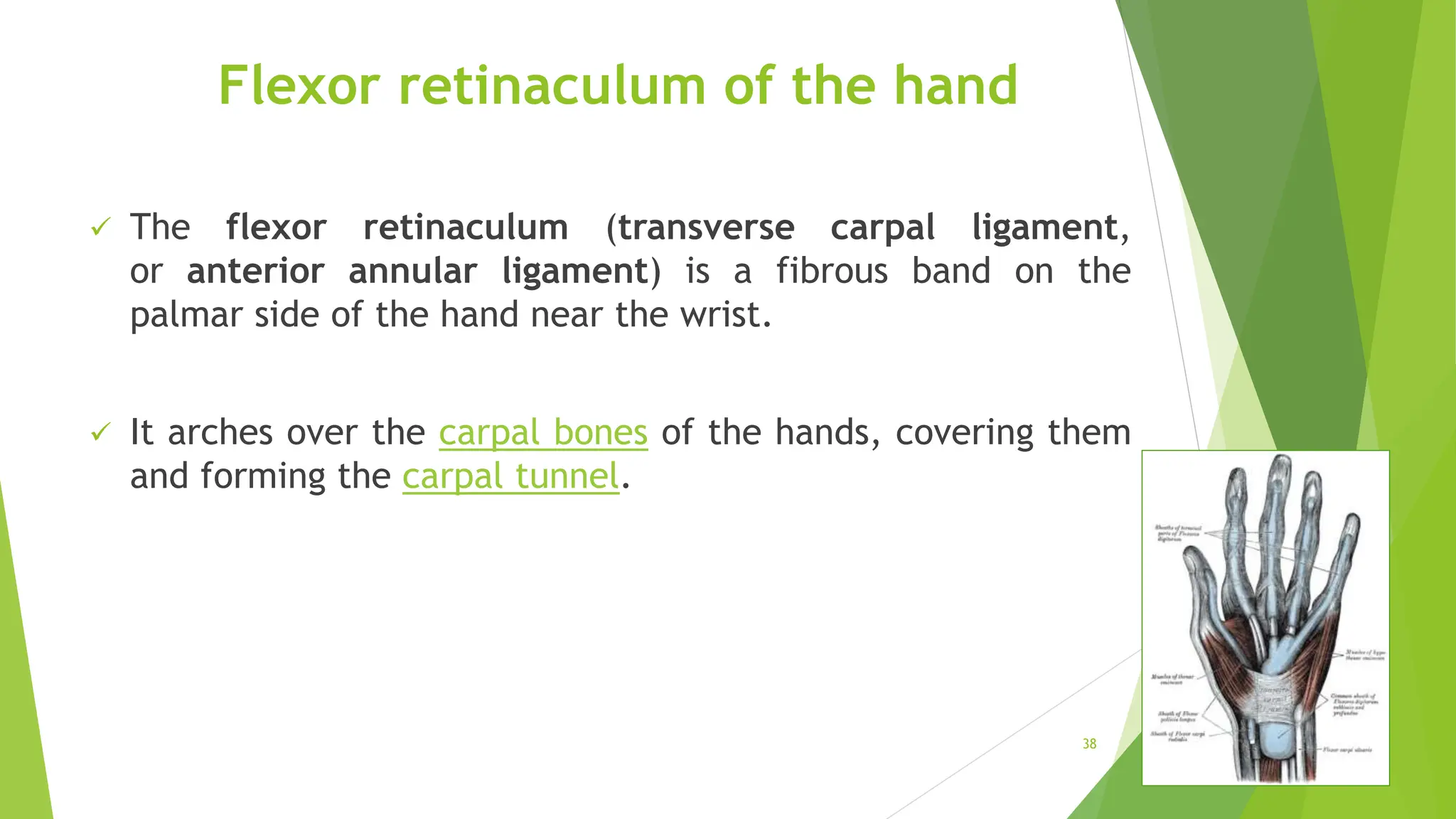 Lec#9-B.WRIST JOINT & HAND.presentation. | PPTX