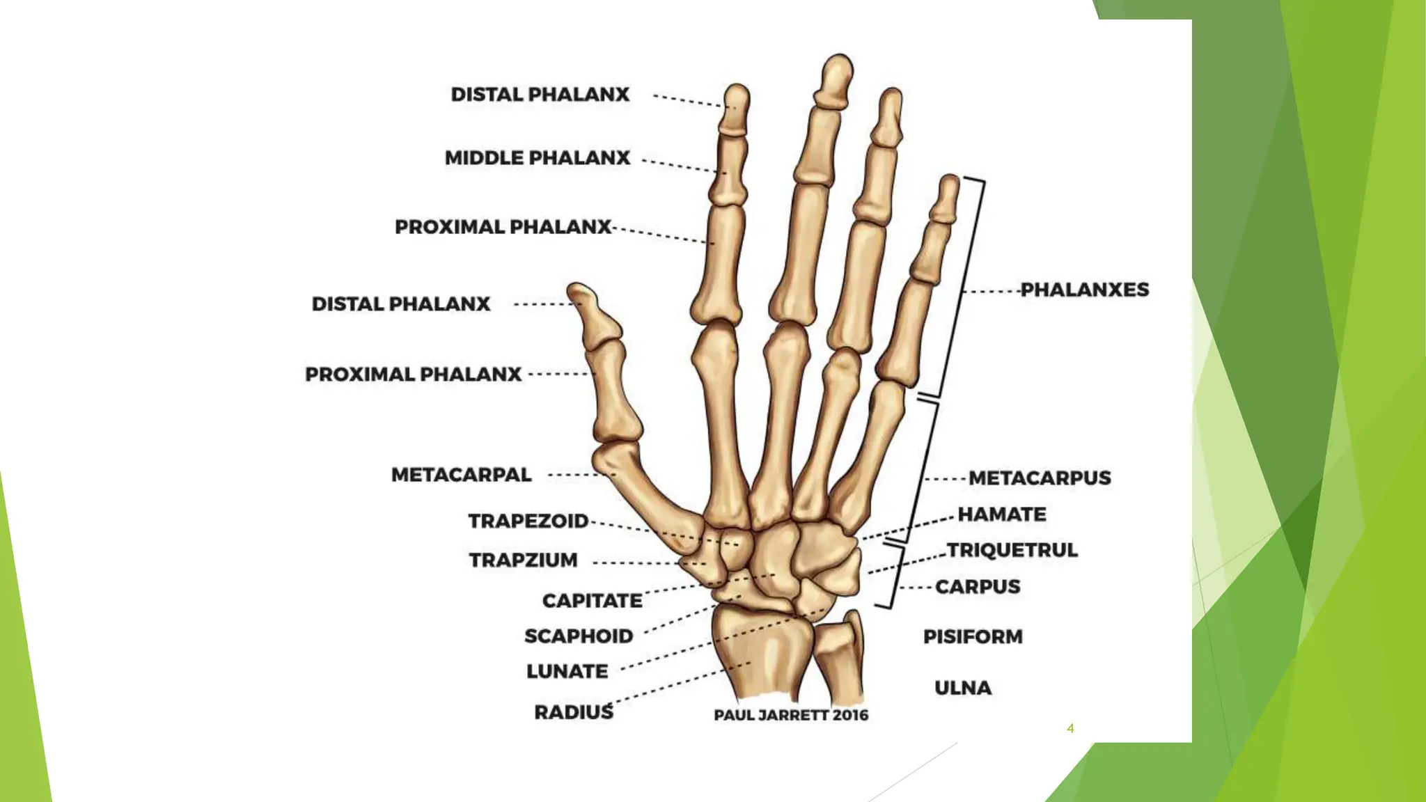 Lec#9-B.WRIST JOINT & HAND.presentation. | PPT