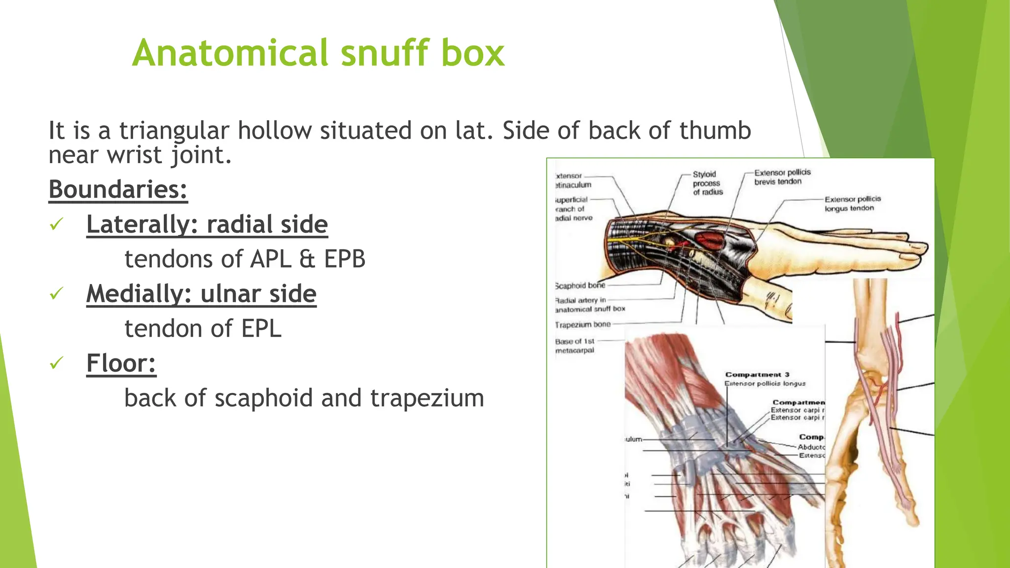 Lec#9-B.WRIST JOINT & HAND.presentation. | PPT