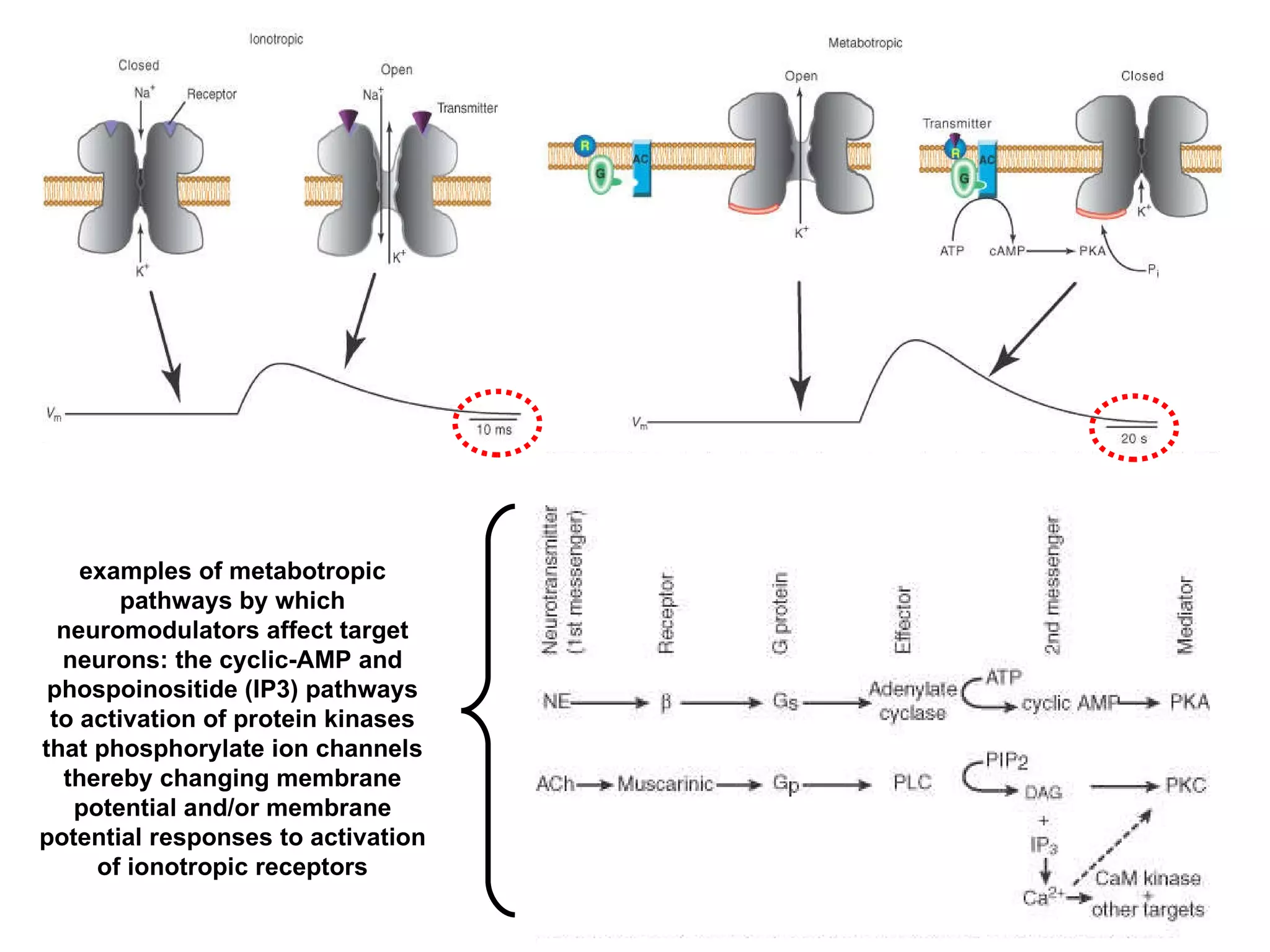 COGS 107B - Winter 2010 - Lecture 9 - Neuromodulators and Drugs of ...
