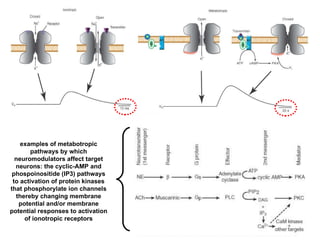 COGS 107B - Winter 2010 - Lecture 9 - Neuromodulators and Drugs of ...