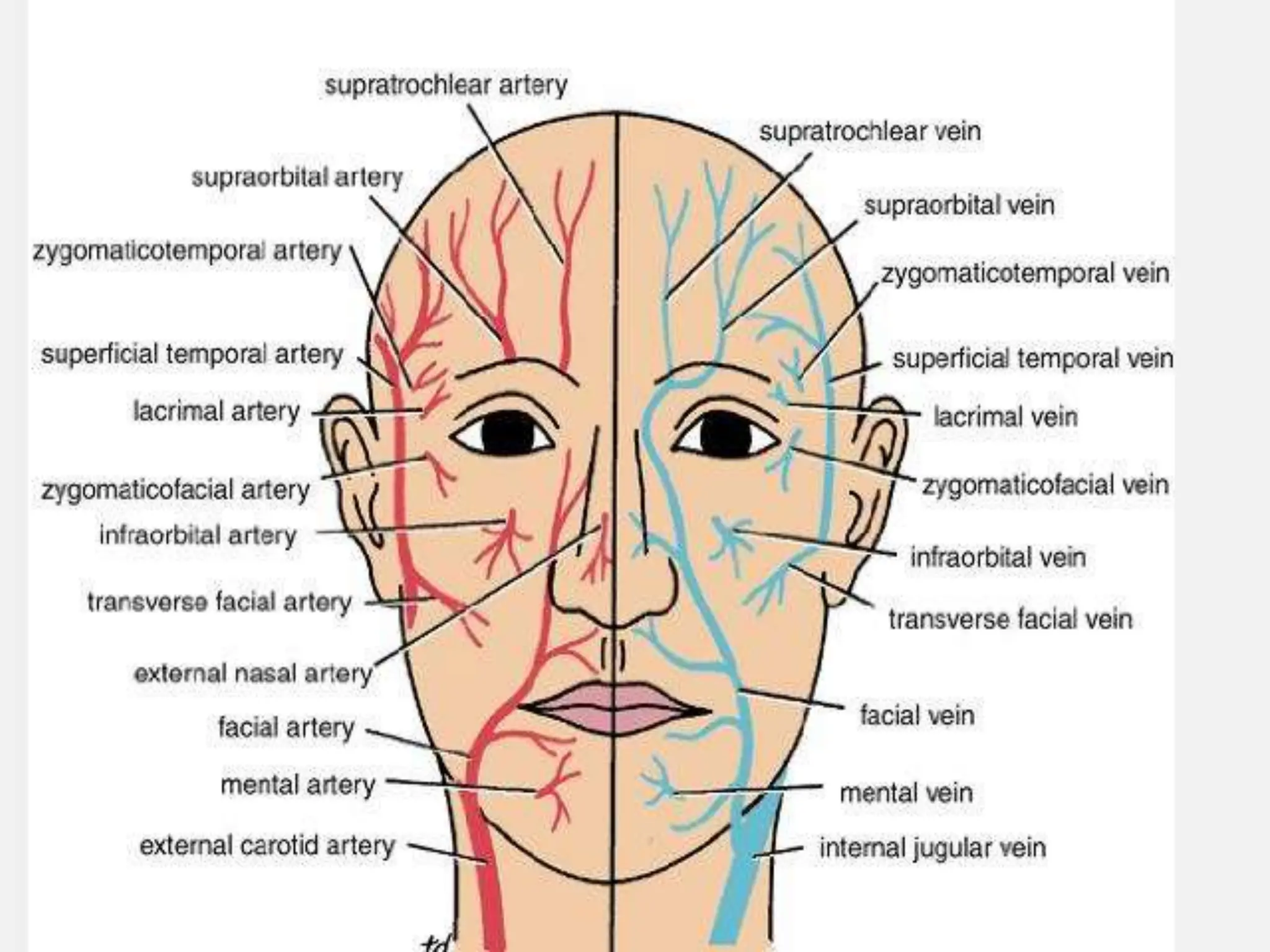 Lec 9 Superficial Structures of Head & Neck scalp - Copy.ppt
