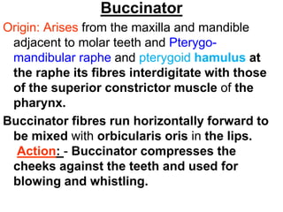 Lec 9 Superficial Structures of Head & Neck scalp - Copy.ppt