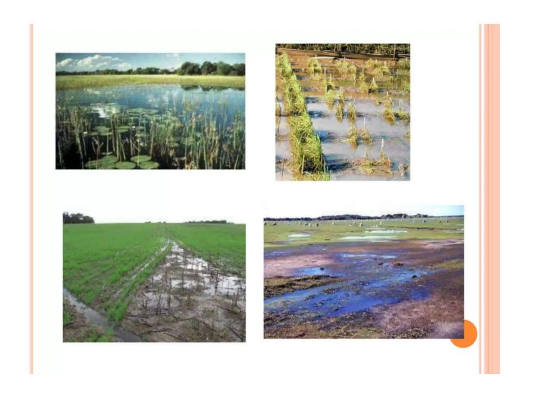 Waterlogging and Submergence stresses in plants | PPTX