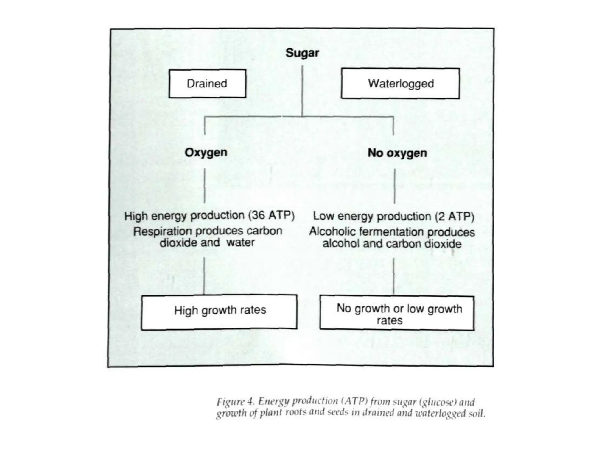 Waterlogging and Submergence stresses in plants | PPTX