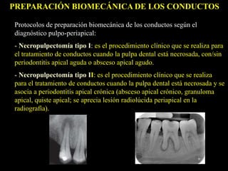 Anatomia apical. Longitud de trabajo endodoncia | PDF