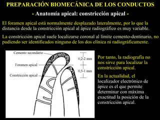 Anatomia apical. Longitud de trabajo endodoncia | PDF