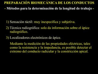 Anatomia apical. Longitud de trabajo endodoncia | PDF