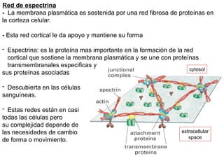 Estructura y funcion de la membrana plasmatica | PPTX