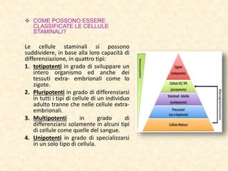 Le cellule staminali | PPTX