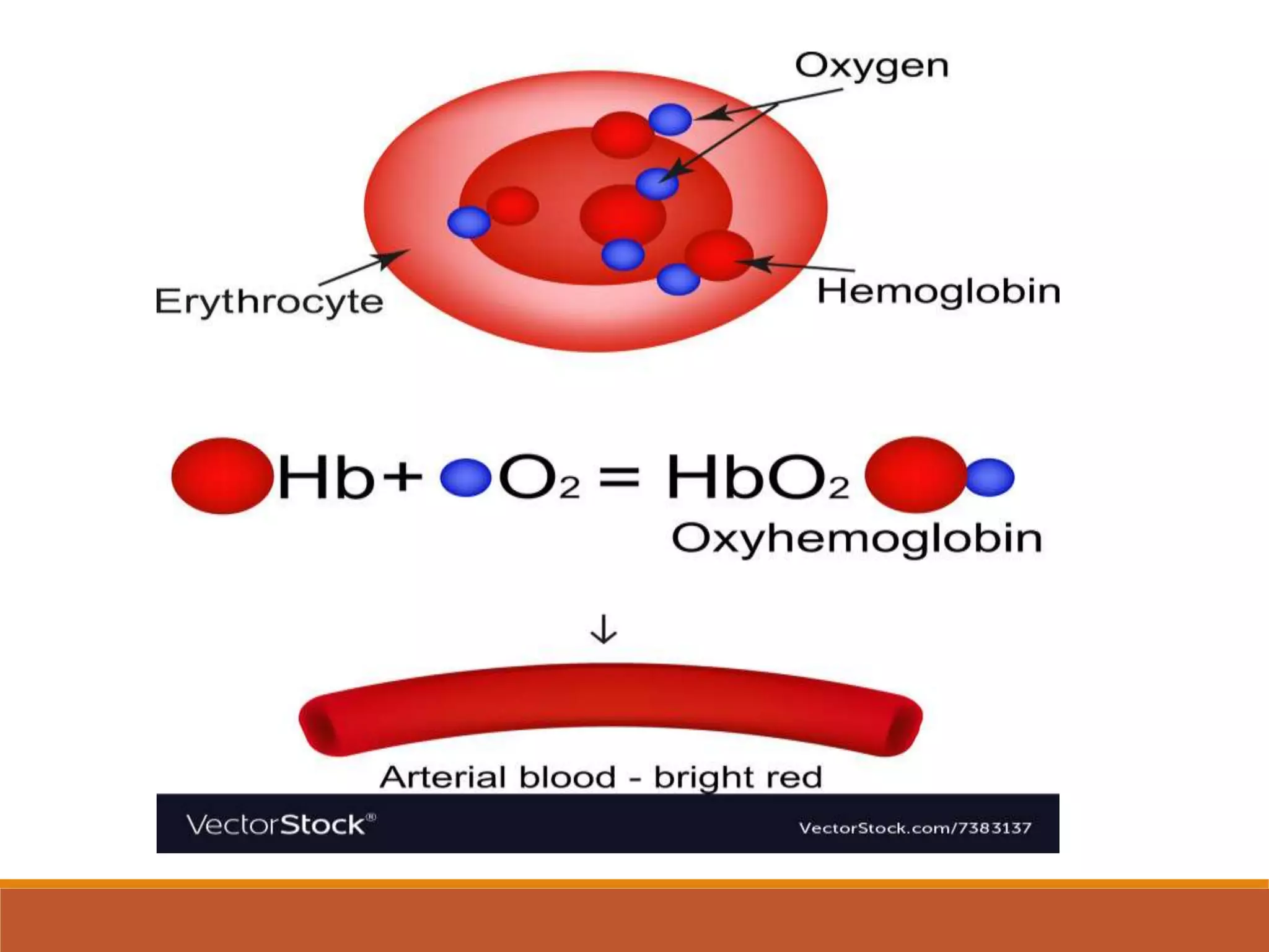 HAEMOGLOBIN PHYSIOLOGY | PPTX
