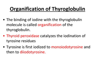Iodine uptake and synthesis [autosaved] | PPT