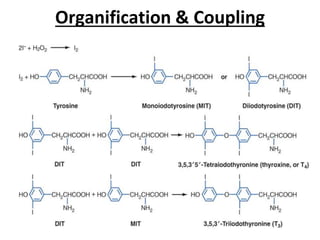 Iodine uptake and synthesis [autosaved] | PPT