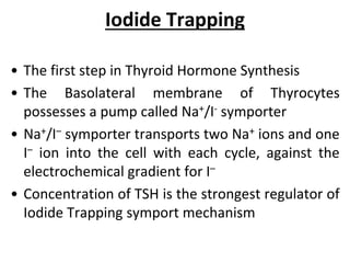 Iodine uptake and synthesis [autosaved] | PPT