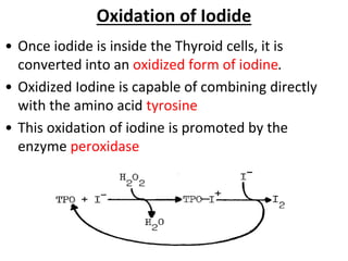 Iodine uptake and synthesis [autosaved] | PPT