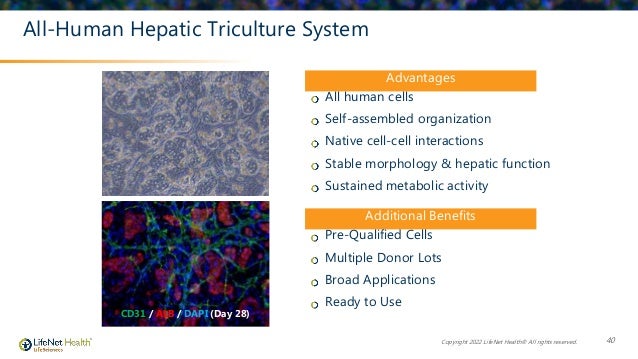 A Novel, All-Human Hepatic Triculture System | PPTX