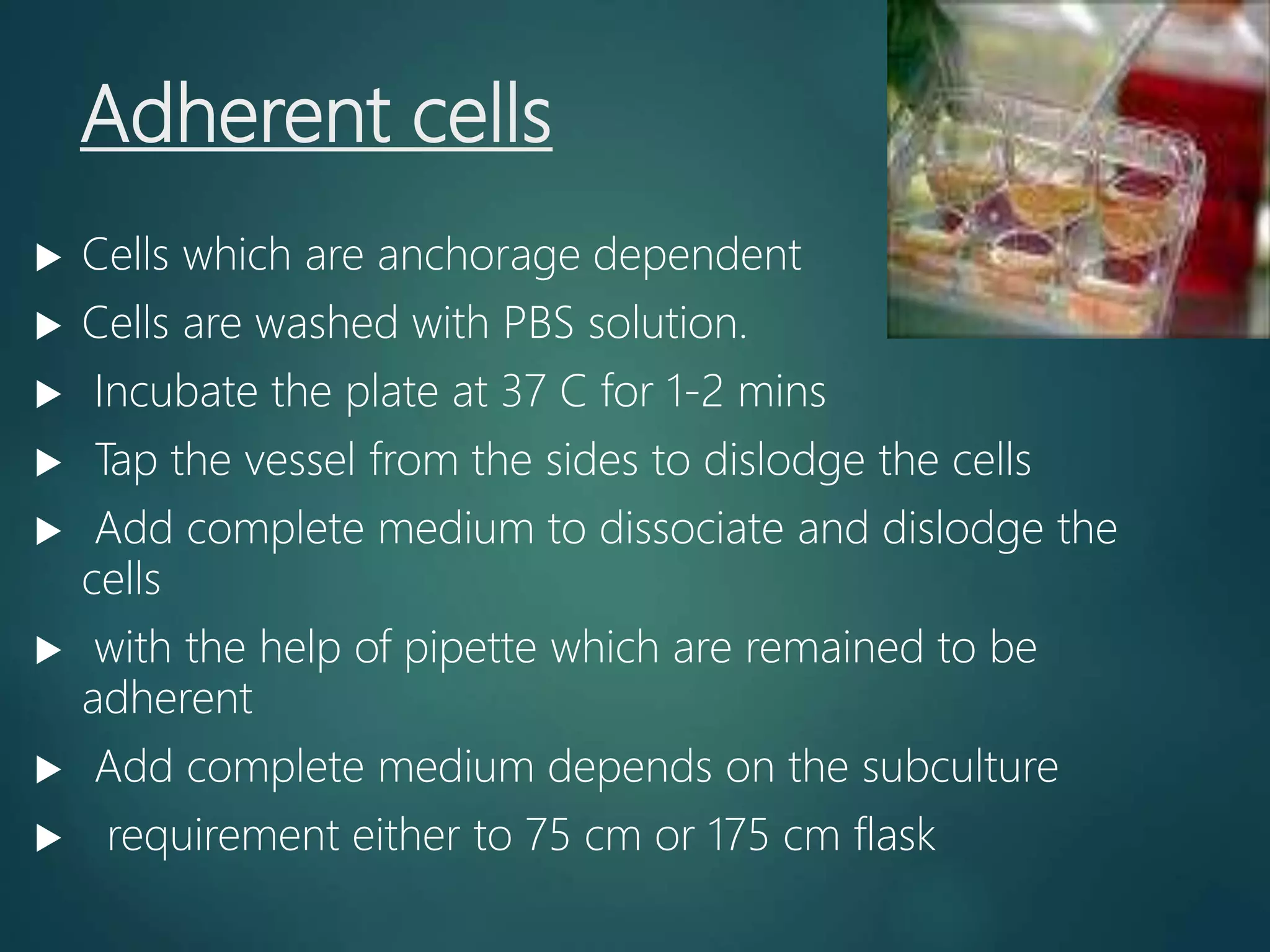 Lec Mammalian Cell Culture.ppt