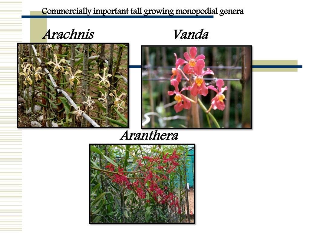 Orchids cultivation -descriptions of genera and species | PPT