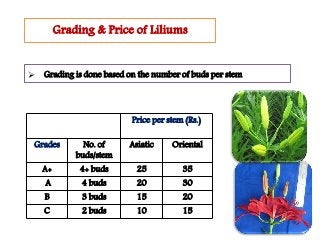 Cut flower and loose flower - Grading, packaging and storage techniques ...