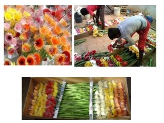 Cut flower and loose flower - Grading, packaging and storage techniques ...