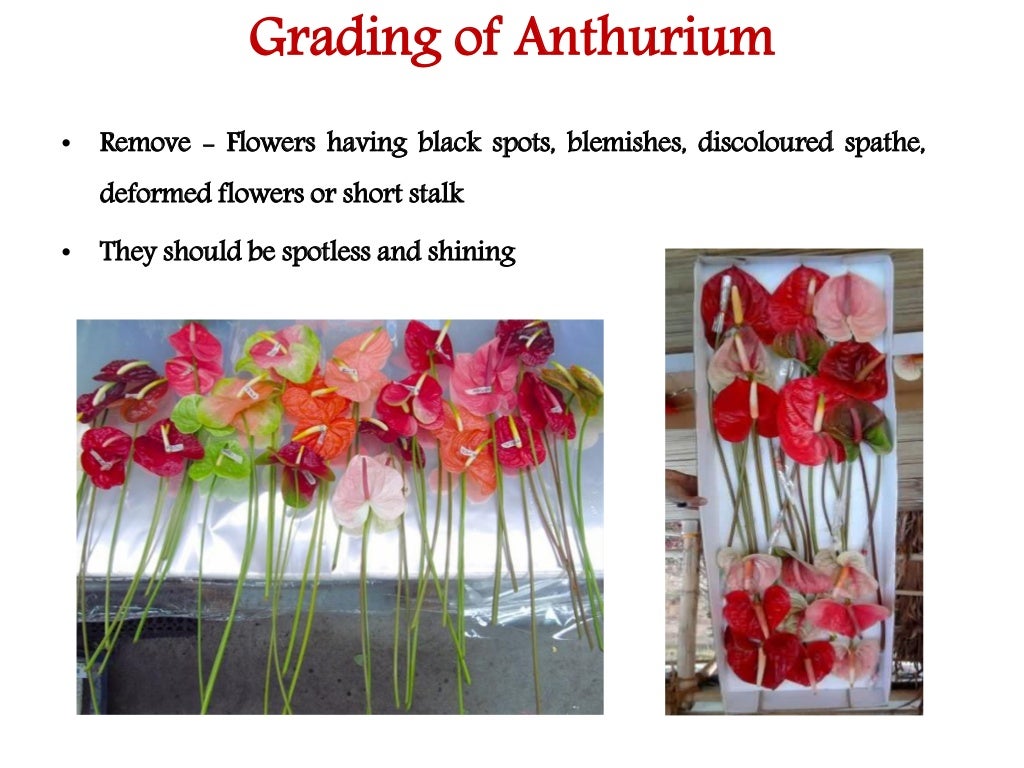 Cut flower and loose flower - Grading, packaging and storage techniques ...