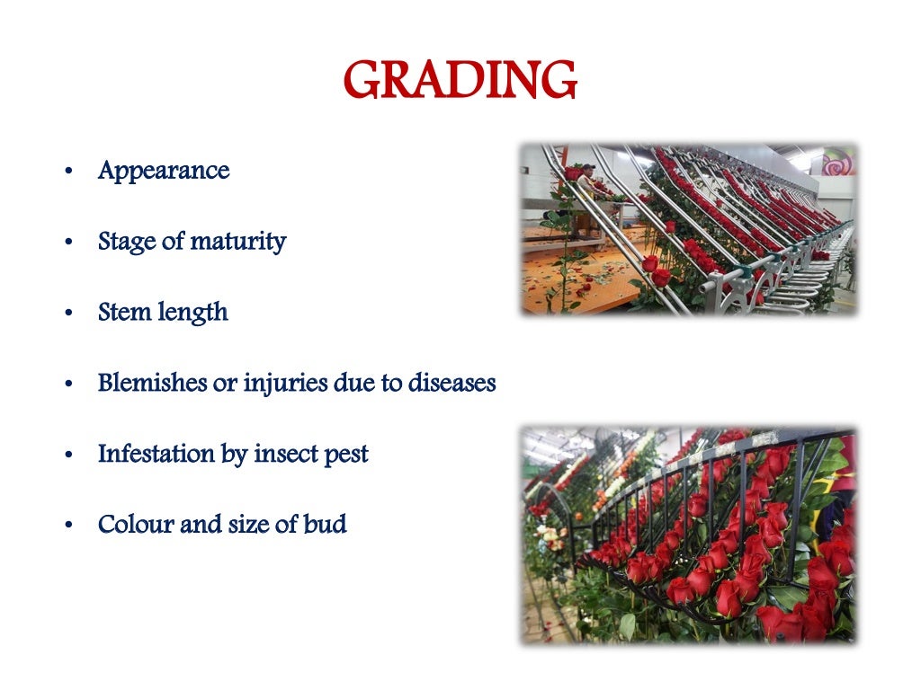 Cut flower and loose flower - Grading, packaging and storage techniques ...
