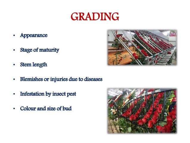 Cut flower and loose flower - Grading, packaging and storage techniques ...