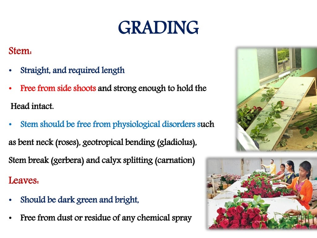 Cut flower and loose flower - Grading, packaging and storage techniques ...