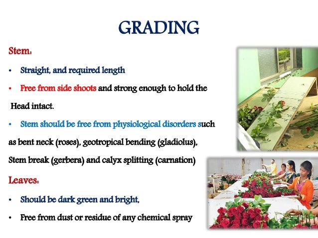 Cut flower and loose flower - Grading, packaging and storage techniques ...