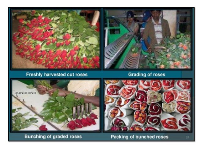 Cut flower and loose flower - Grading, packaging and storage techniques ...