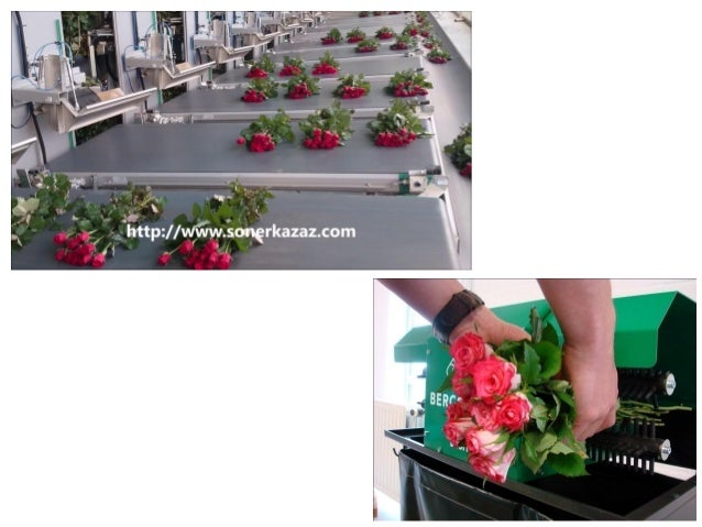 Cut flower and loose flower - Grading, packaging and storage techniques ...