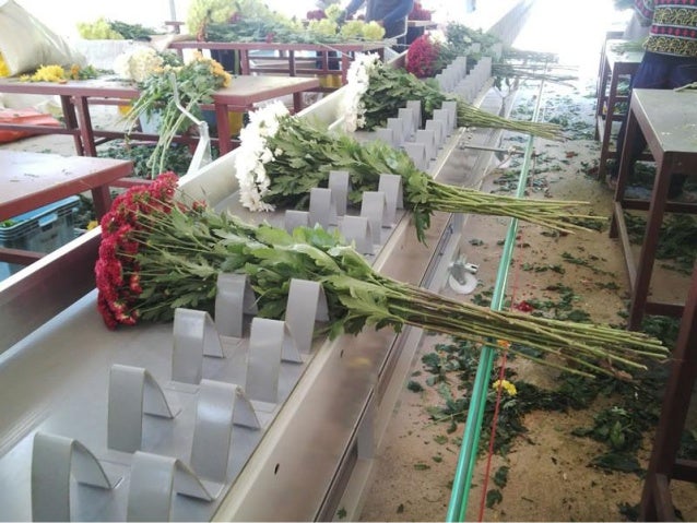 Cut flower and loose flower - Grading, packaging and storage techniques ...