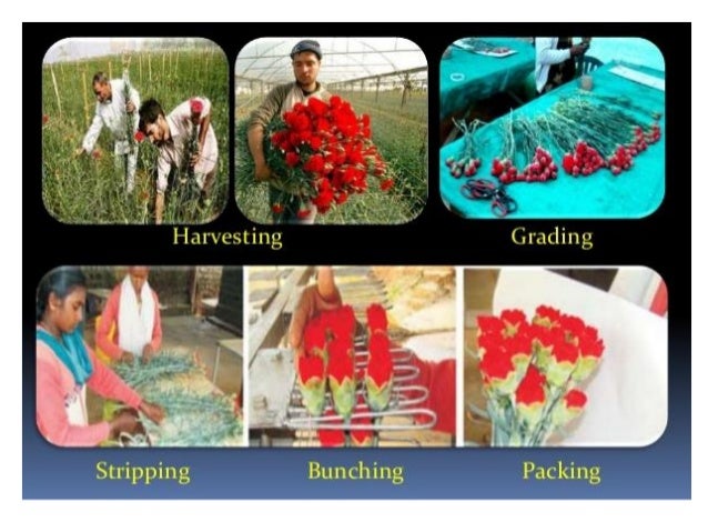 Cut flower and loose flower - Grading, packaging and storage techniques ...