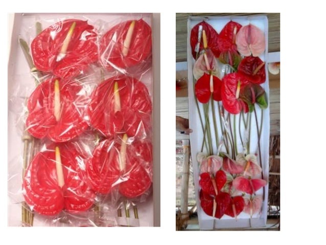 Cut flower and loose flower - Grading, packaging and storage techniques ...