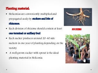 Heliconia - Species and Varieties - Production technology | PDF